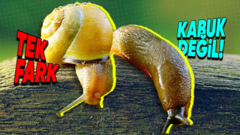 Ezkaza Birbirinin Yerine Kullandığımız ‘Sümüklü Böcek’ ve ‘Salyangoz ...